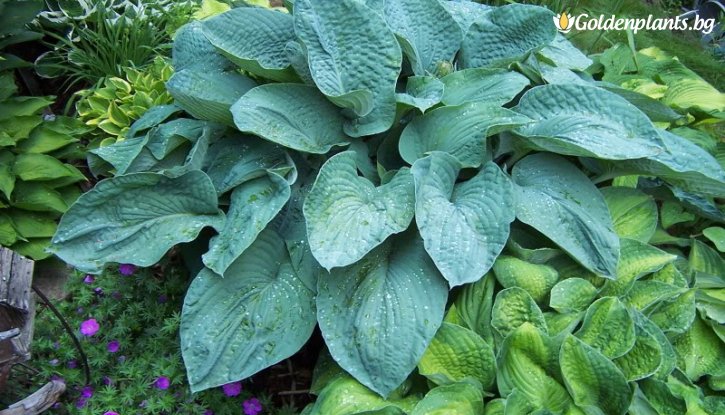 Хоста Синя - Hosta Blue