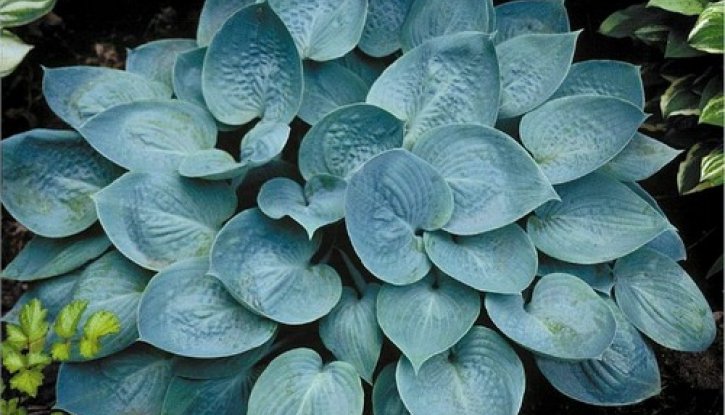 Хоста Синя - Hosta Blue