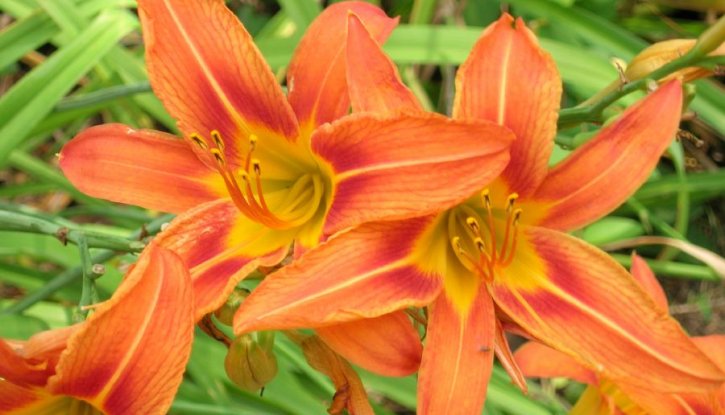 Хемерокалис - Hemerocallis fulva