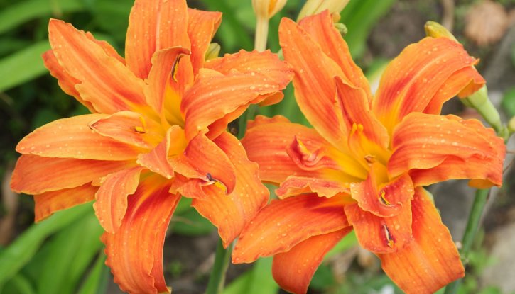 Хемерокалис - Hemerocallis fulva